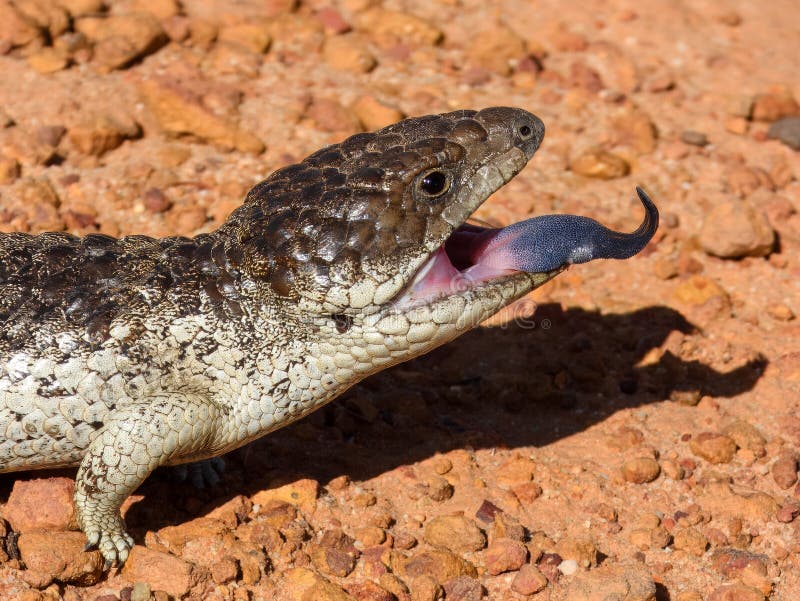 Shingleback Lizard (Tiliqua Rugosa) in Australia Stock Image - Image of ...