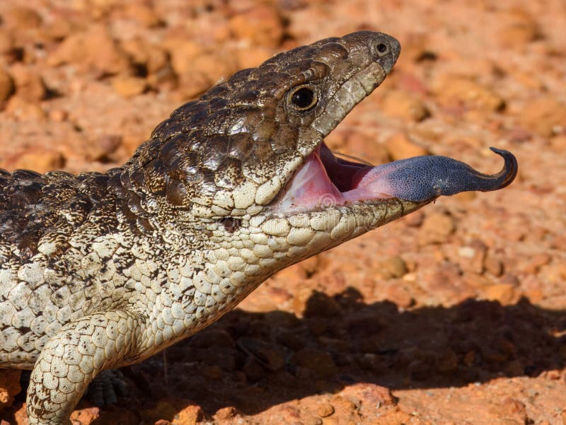 Shingleback Lizard (Tiliqua Rugosa) in Australia Stock Image - Image of ...
