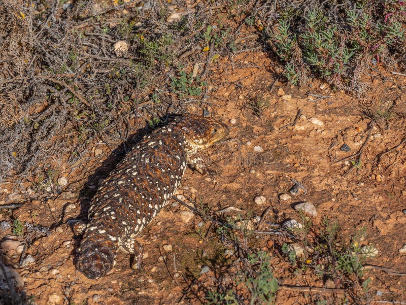 A Shingleback Lizard Trying To Blend into Its Dry Environment. Stock ...