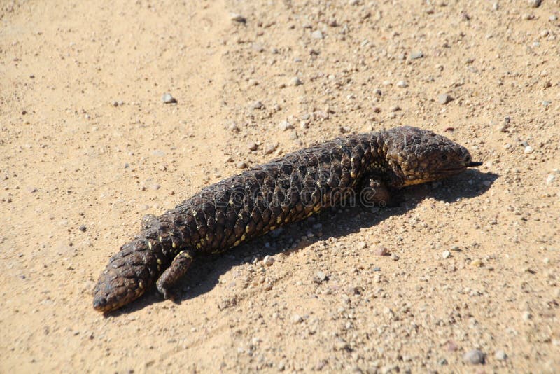 Shingleback Skink En Voedsel Stock Foto - Image of druiven, graan: 24376034