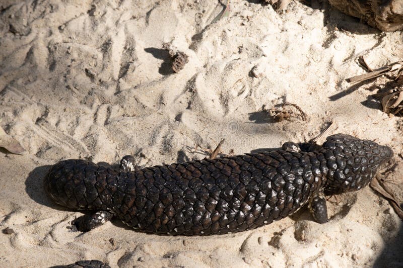 The Shingleback is Walking in the Sand Stock Image - Image of southern ...