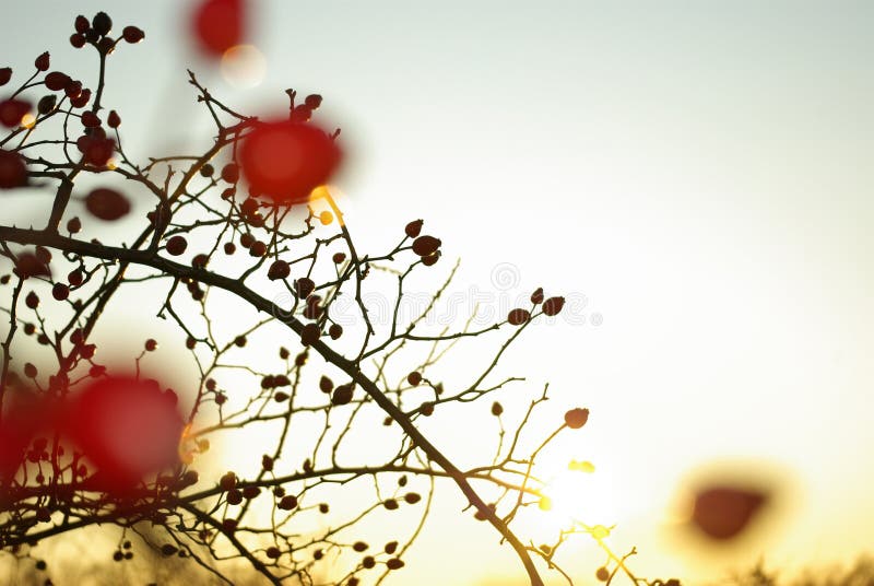 Shining brier bush stock image. Image of shine, season - 11757085