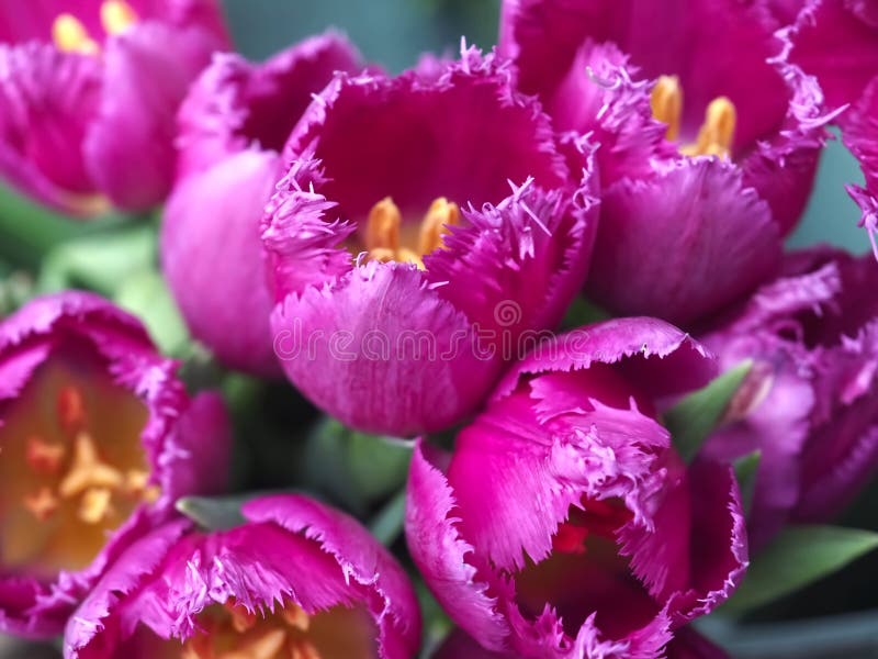 Beautiful New Bundle of Pink Shining Tulips Stock Photo - Image of ...