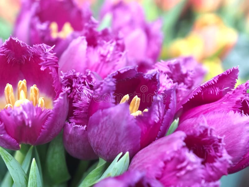 Beautiful New Bundle of Pink Shining Tulips Stock Image - Image of ...