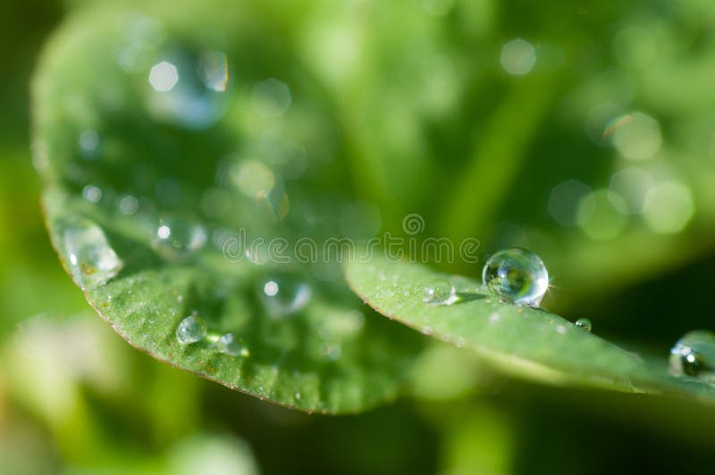 Shining dew stock photo. Image of light, leaf, romantic - 28776372