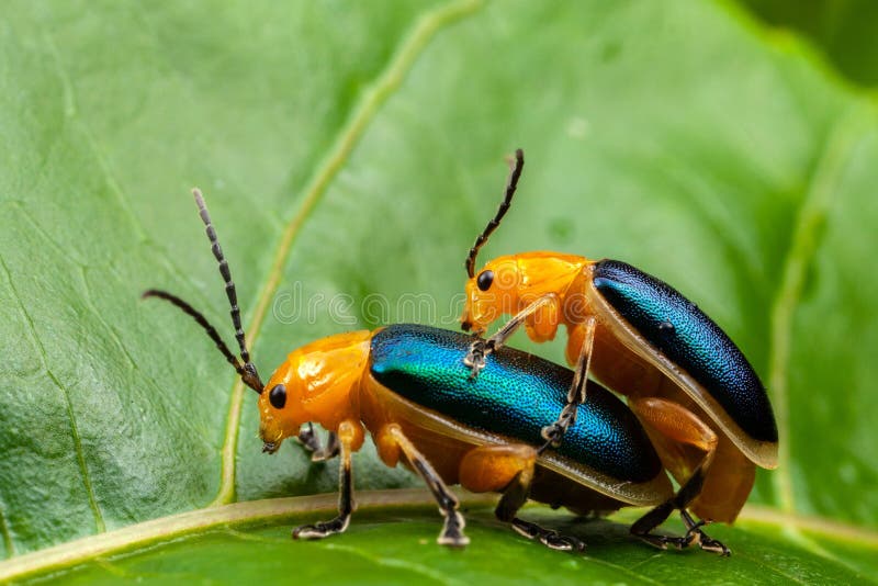 Shining Flea Beetle Asphaera Lustrans Couple Having Sex On Passionfruit Leaf Stock Image