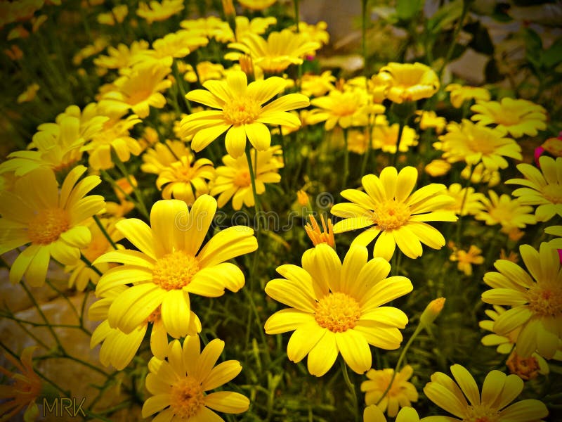 A Shining Flower in Morning Yellow Colour Stock Image - Image of yellow ...