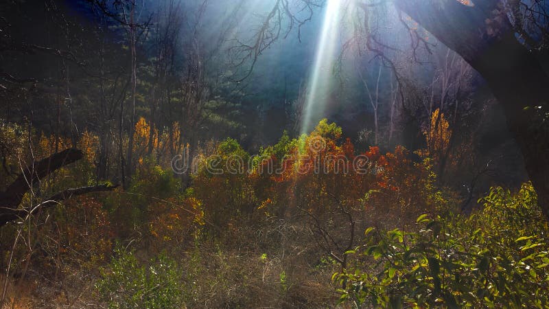 Shining Forest stock image. Image of phenomenal, bright - 40305403