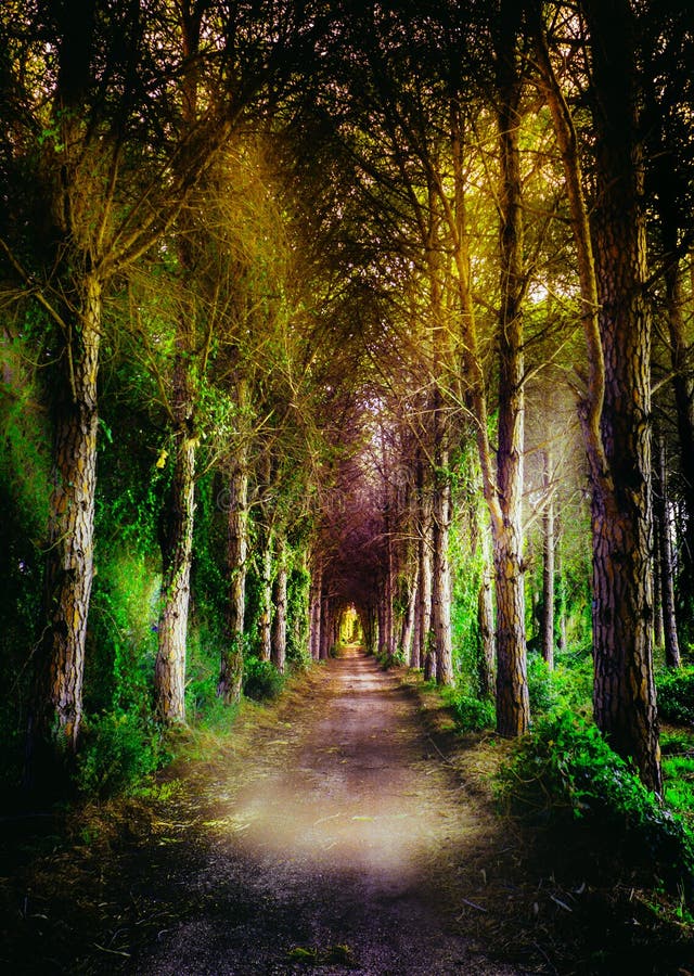 The Sun Shining in a Forest at Springtime, Wide Panorama Stock Image ...