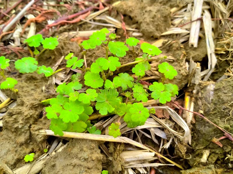 Shining Geranium Green Leaves Natural Stock Image - Image of bright ...