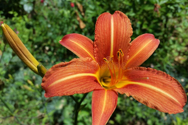 Shining lily stock image. Image of sunny, closeup, bright - 94180109