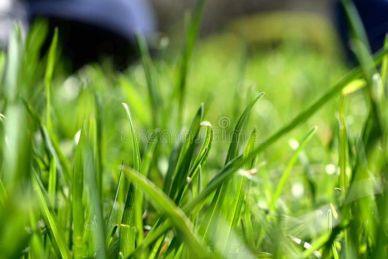 Shining Magical Green Grass Stock Photo - Image of small, sparks: 114649312
