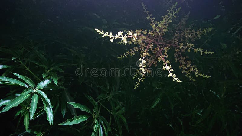 Shining Mango Flowers at Night Stock Photo - Image of flowers, tree ...
