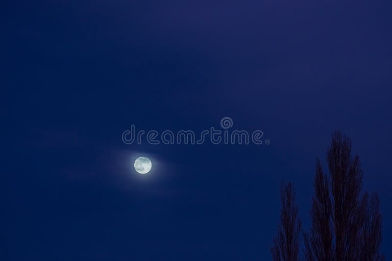 Shining Moon on the Sky during Blue Hour with a Tree Stock Photo ...