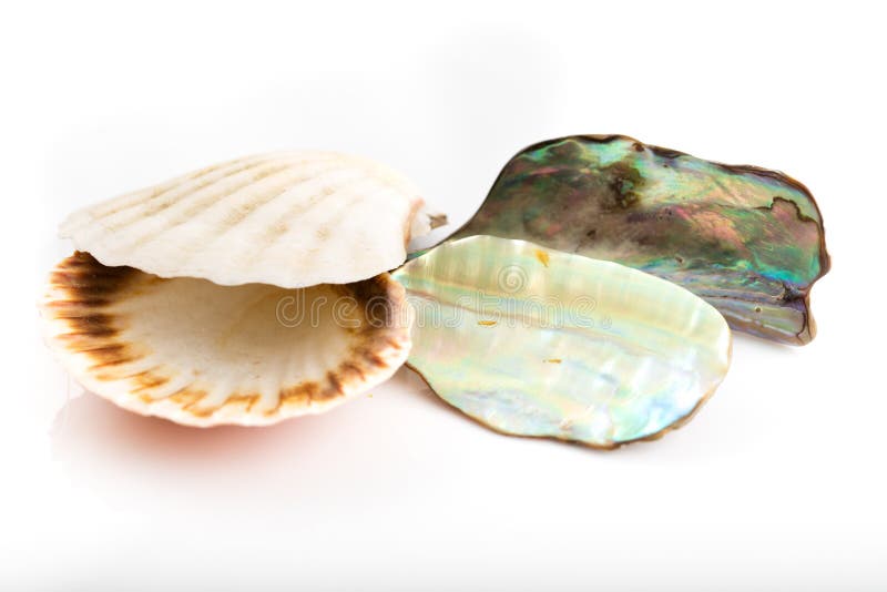 Shining Mother of Pearl and Sea Shell Stock Photo - Image of product ...