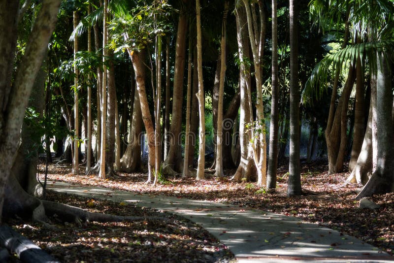 A Shining Path through the Forest Stock Photo - Image of branches ...