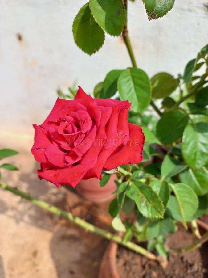 Shining Red Rose Point Petal Stock Image - Image of rose, point: 246840211