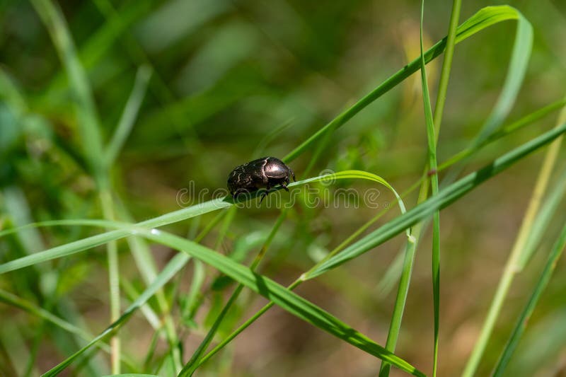 Shining Rose Beetle on Grass Stock Image - Image of spring, garden ...