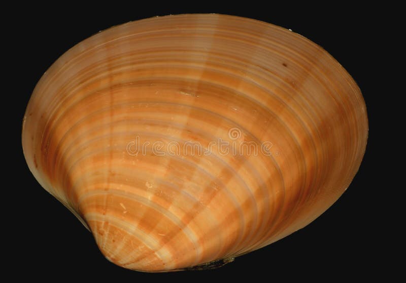 Shining shell from greece stock photo. Image of isolated - 1806876