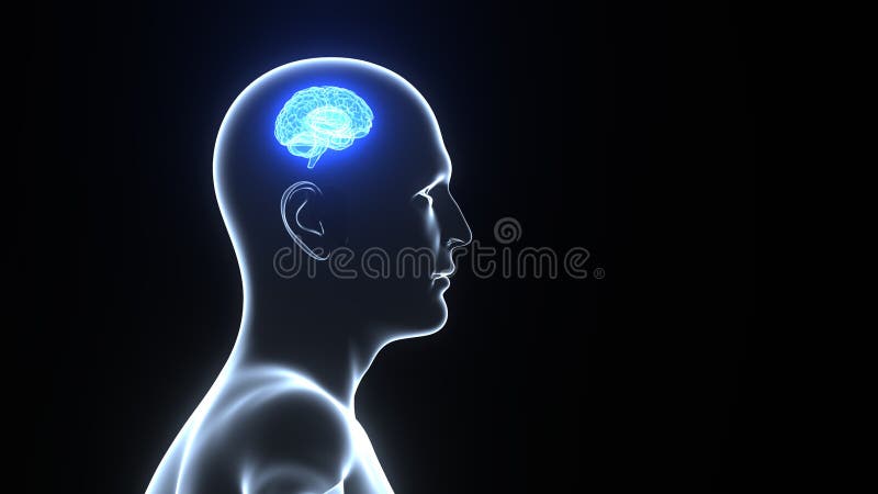 Stupid Man stock illustration. Illustration of anatomy - 252580823