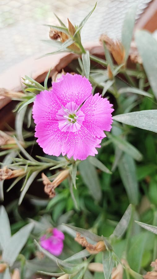 Shining Small Pink Flower with Its Leafs Stock Photo - Image of flower ...