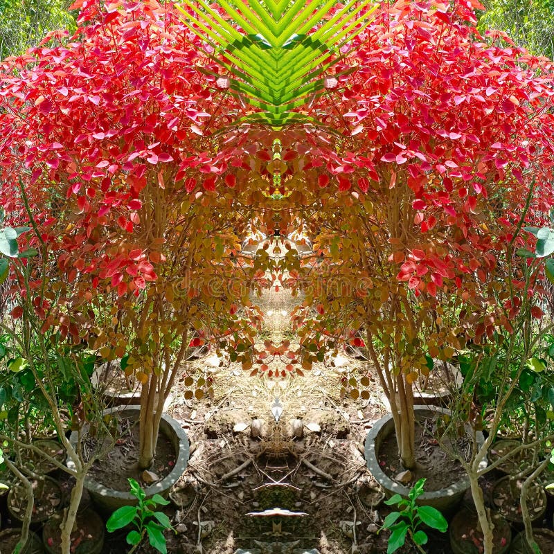 Shining small plants stock image. Image of produce, woodland - 228406109