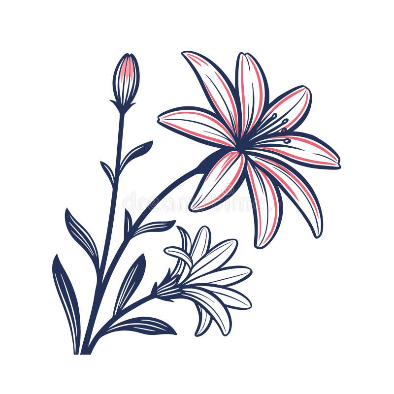 Shining Star Flower Illustration with Bold Outline Stock Image ...