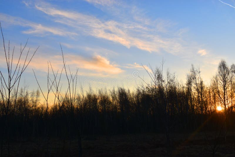 Shining Sun Behind the Trees Stock Photo - Image of blue, dawn: 148030610