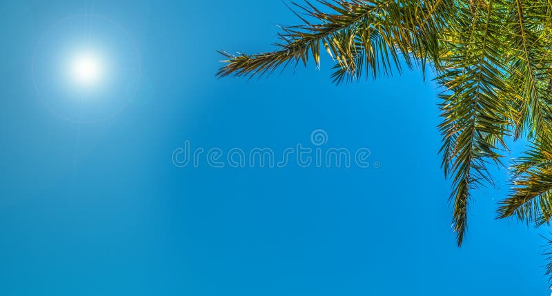 Shining Sun Over a Palm Tree Stock Image - Image of rodeo, calm: 102009437