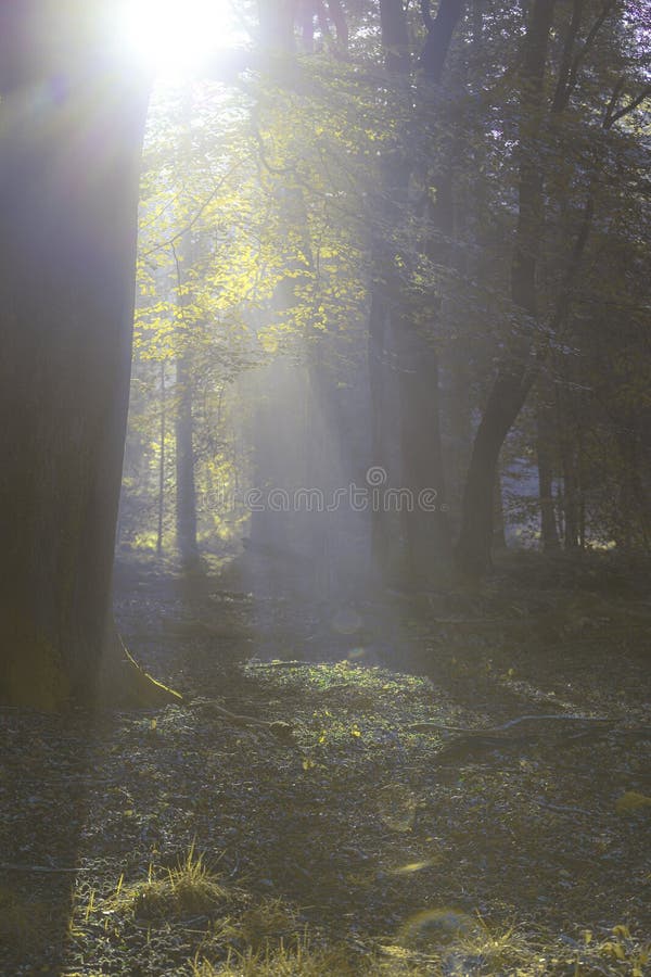 Shining Sun Rays in Dark Forest with Thick Beech Tree Trunks Stock ...