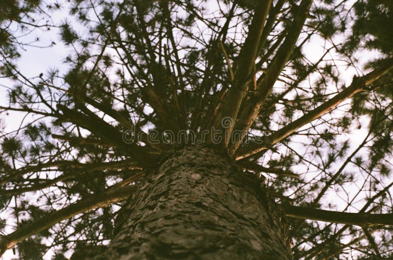 Looking Up at a Tree . Beautiful Toronto Stock Photo - Image of tree ...