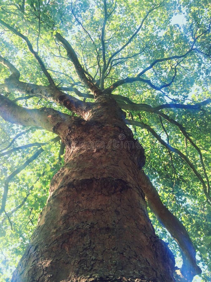 Shining tree stock photo. Image of bark, green, leaves - 95698634