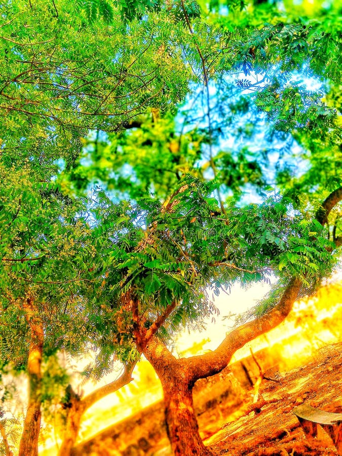 Shining tree with a bench. stock image. Image of fire - 206322741