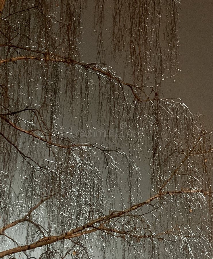 Shining Tree Branches in Frosty December. the Harmony of Nature ...