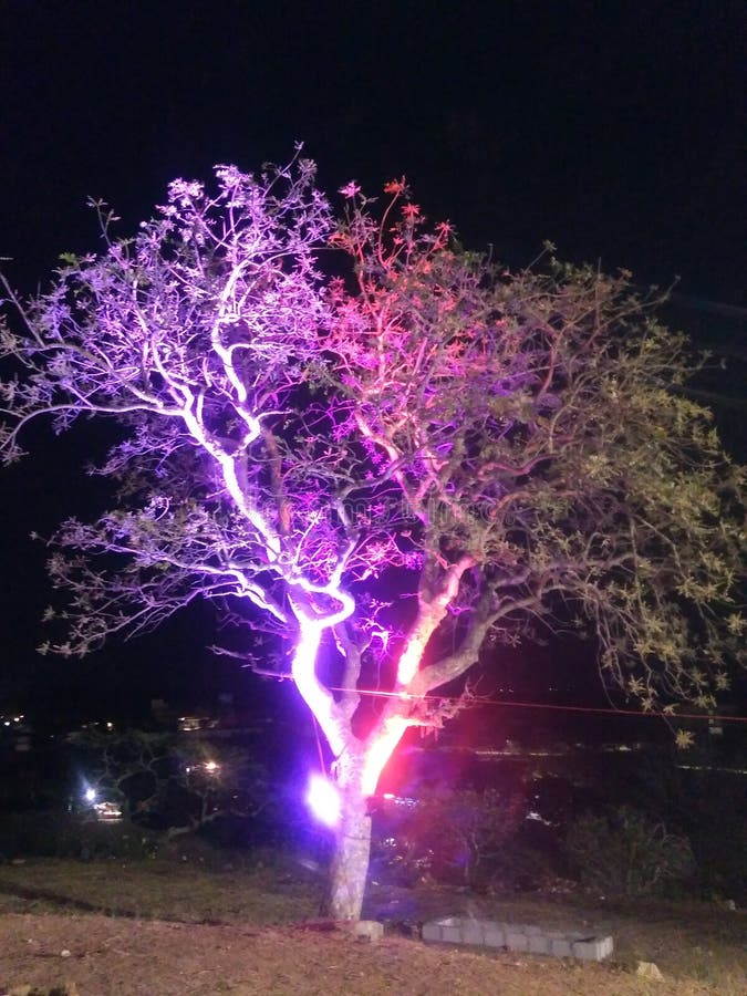 Shining Tree stock photo. Image of dark, lights, tree - 188673654