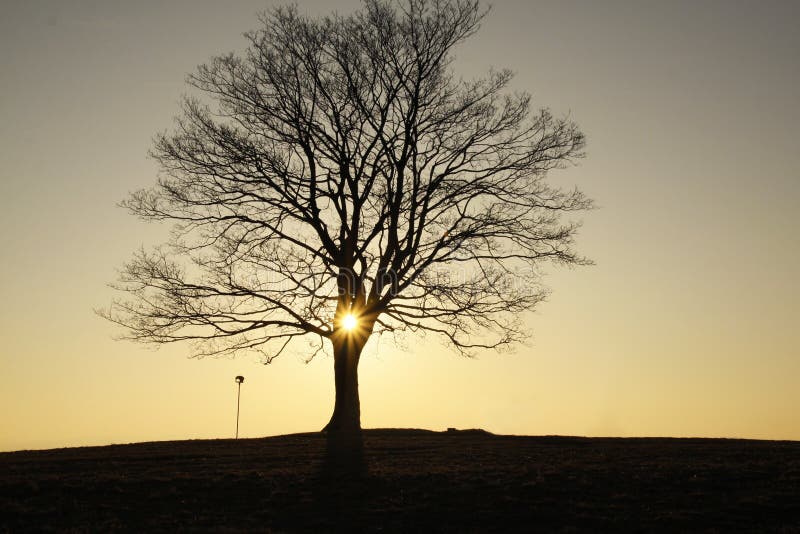 The shining tree stock image. Image of morning, trunk - 85295311
