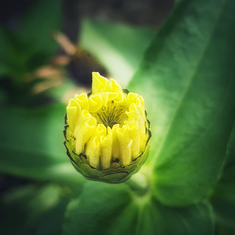 Shinny Yellow Baby Flower Stock Photos - Free & Royalty-Free Stock ...