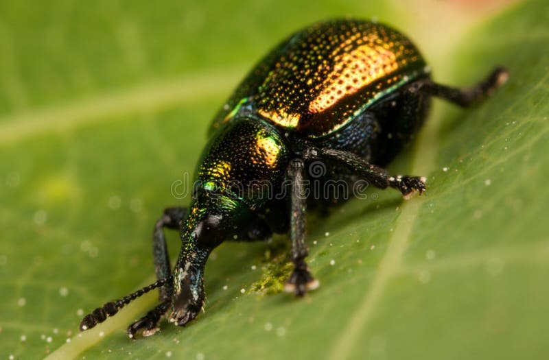 Shiny beetle stock image. Image of closeup, macro, insect - 26274323
