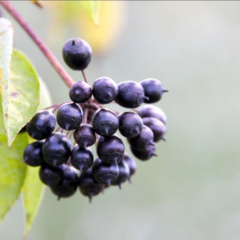 Shiny Black Berries stock photo. Image of plant, branch - 27939068