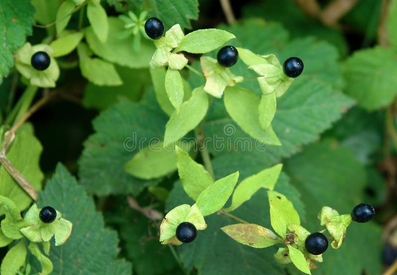 Shiny black berries stock photo. Image of blackberry - 143060426