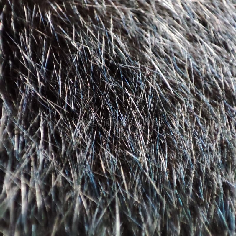 Shiny Black Cat Hair in Zoom Shot Stock Photo - Image of shot, shiny ...