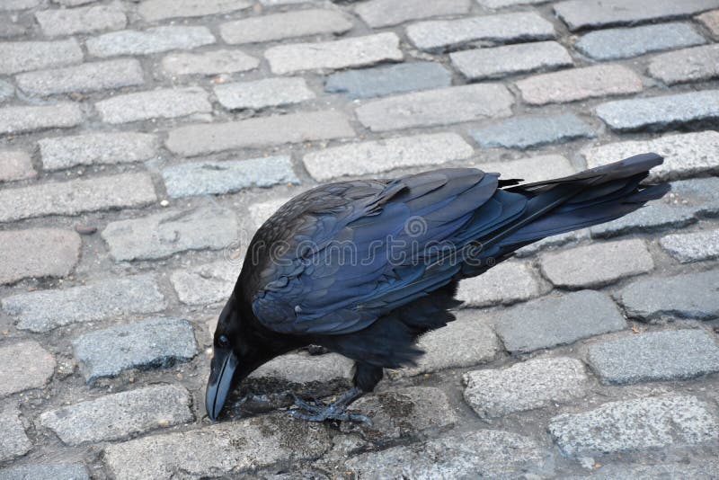 Shiny Black Feathers on a Large Crow Standing on Cobblestones Stock ...