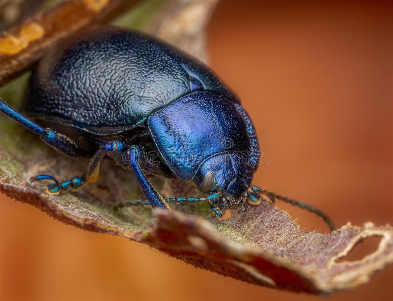 Shiny blue beetle stock image. Image of colors, pest - 339879835
