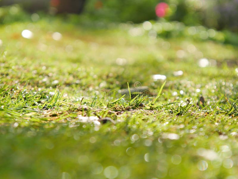 Shiny and Bright Green Grass. Closeup Stock Photo - Image of field ...
