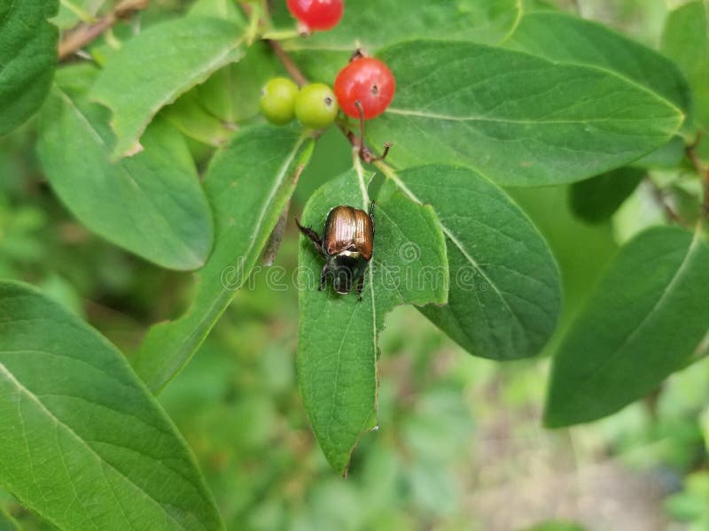 Shiny Bronze Beetle stock photo. Image of fruit, animal - 190621860