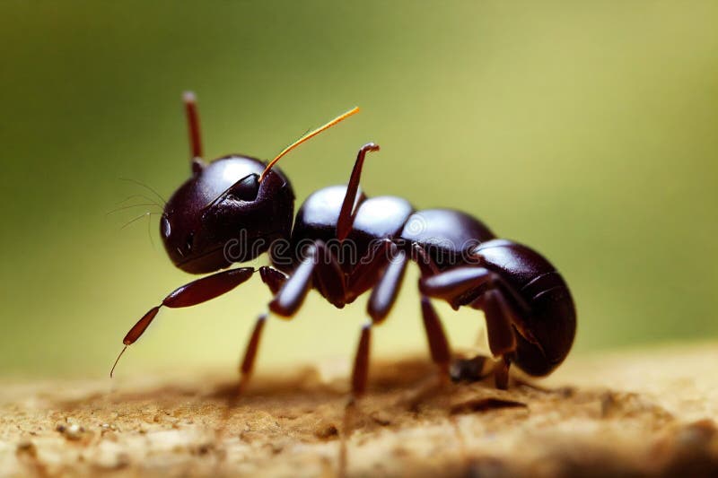Shiny Brown Ants on Beige Sand Wiggling Antennae. Stock Illustration ...