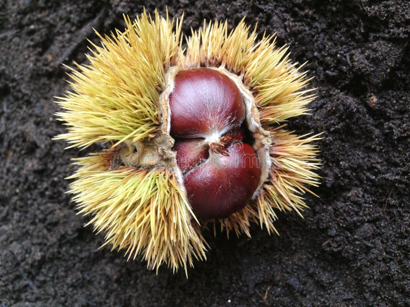A Spiky Green Chestnut Shell Stock Image - Image of food, shrubs: 101624977