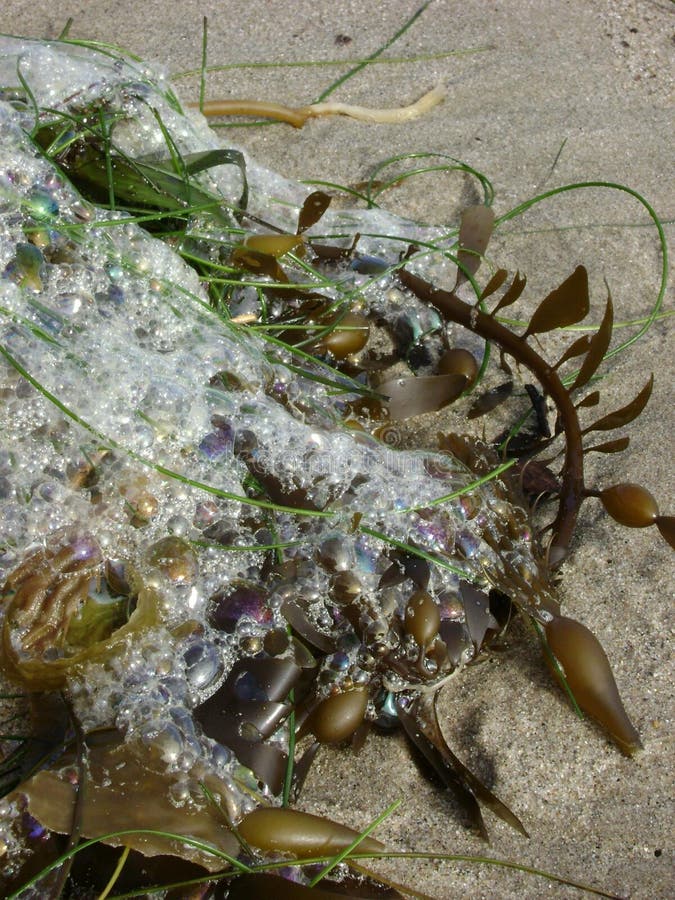 Shiny Bubble Froth Caught in Kelp on Beach Stock Image - Image of ...