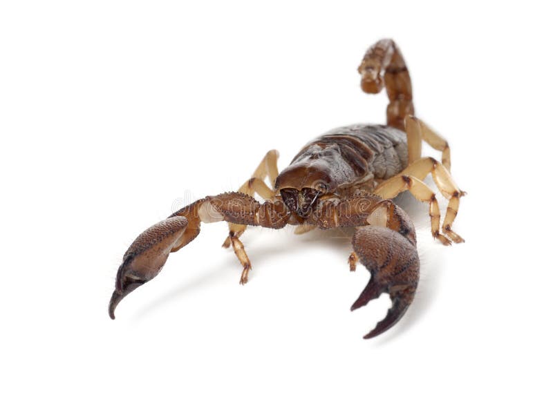 Scorpion Front View Stock Photos - Free & Royalty-Free Stock Photos ...