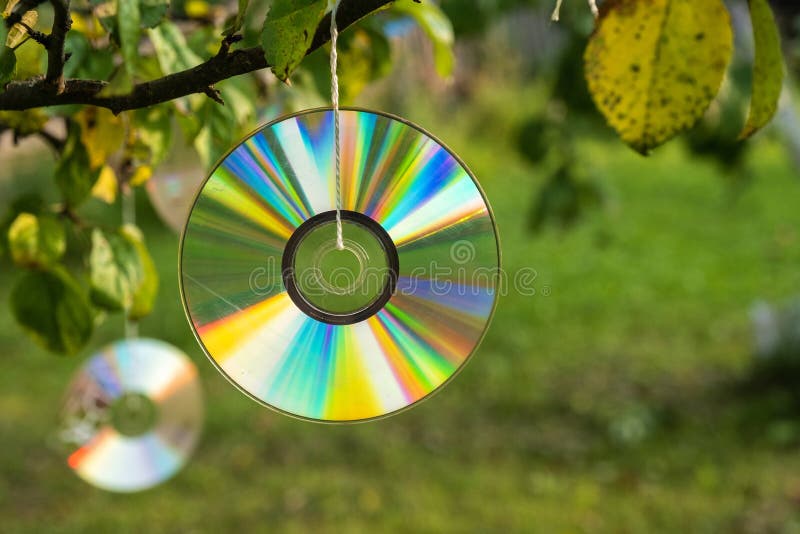 Shiny CD Disc Suspended from a Tree Branch in the Sunlight Stock Image ...
